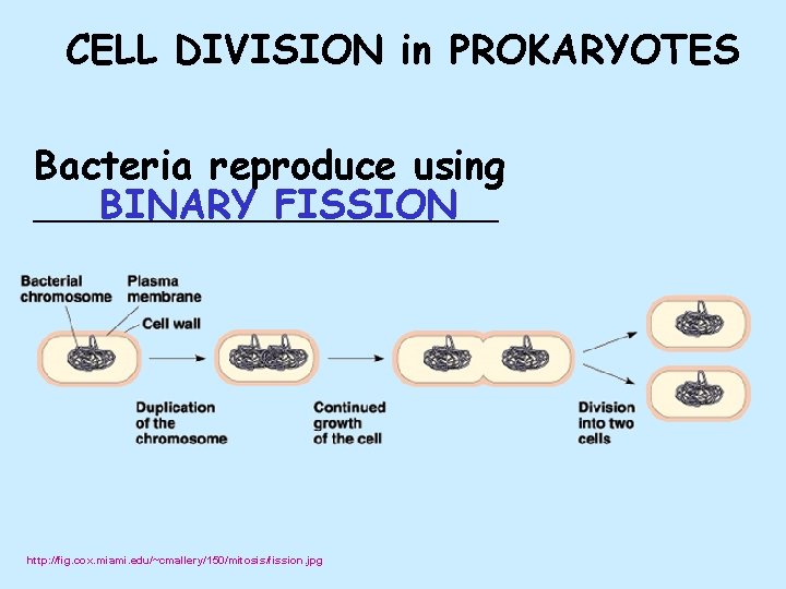 Materials move through cells by diffusion Oxygen and