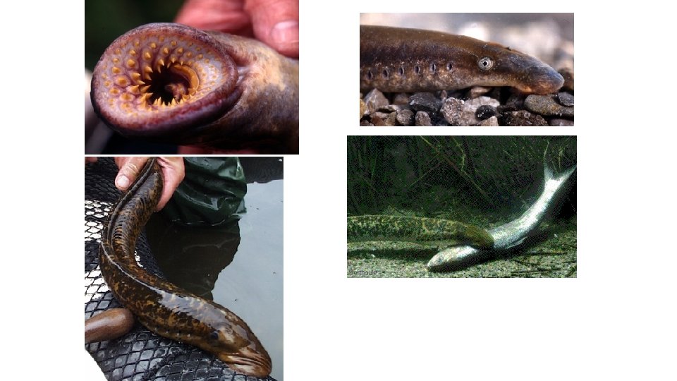 Jawless Fish Form and Functions Objectives 2 4