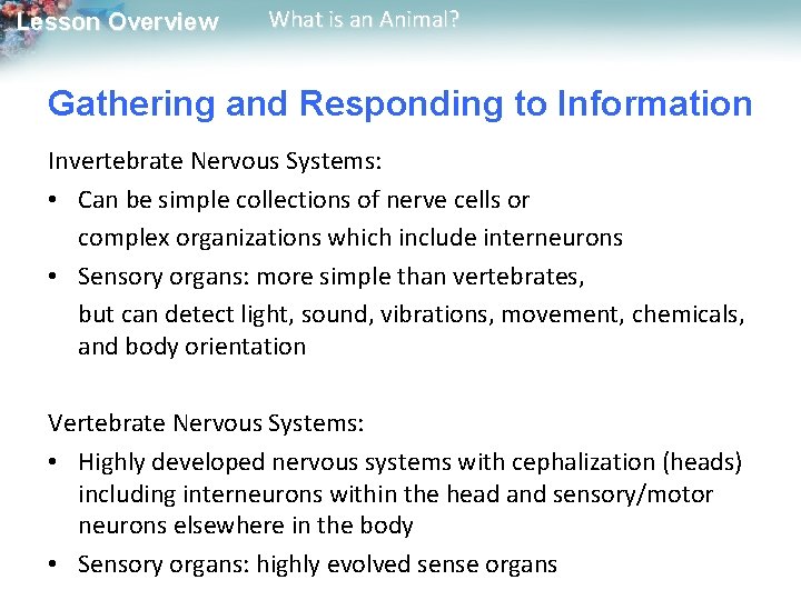 Lesson Overview What is an Animal Lesson Overview