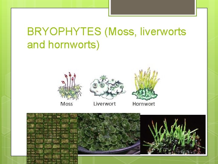 Biodiversity of plants Properties of kingdom Plantae Cell