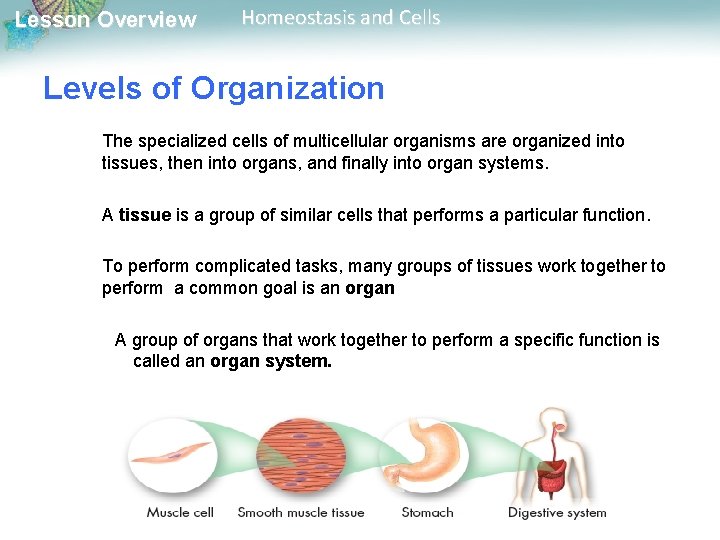 Lesson Overview Homeostasis and Cells Lesson Overview 7