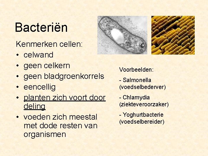 Ordening Bacterin Schimmels Planten Dieren Bacterin Kenmerken cellen