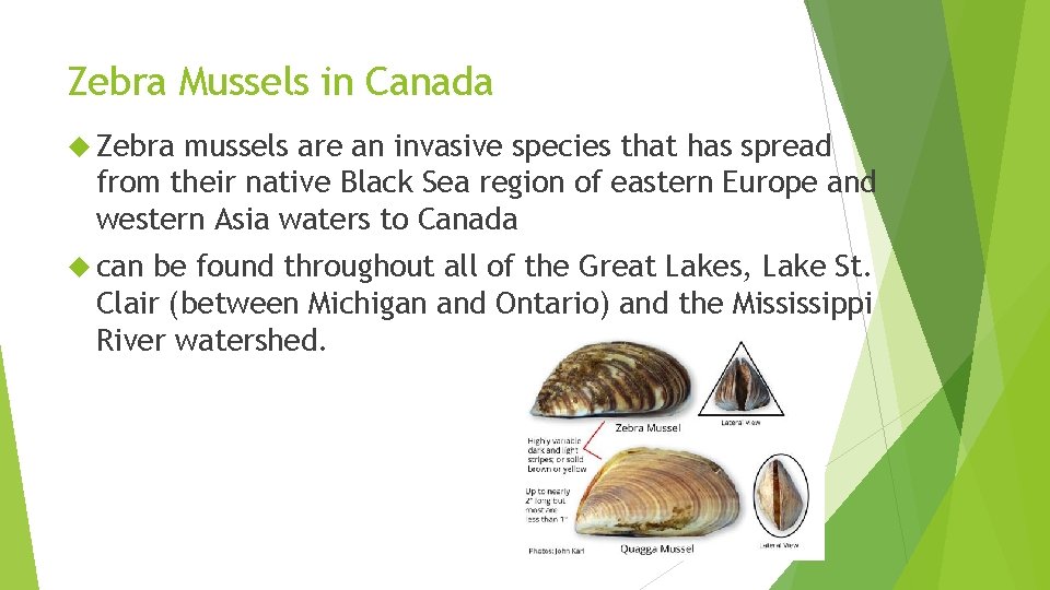 Zebra Mussels Environmental Sciences 12 Invasive Species A