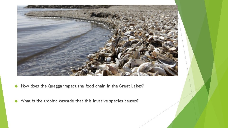 Zebra Mussels Environmental Sciences 12 Invasive Species A