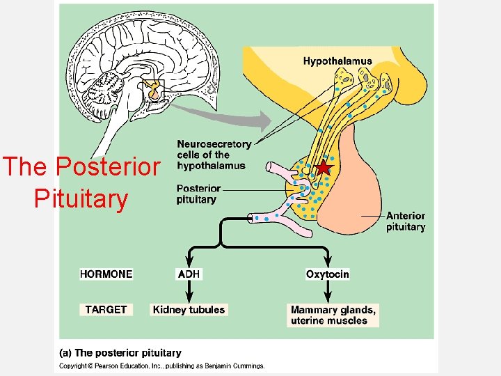 THE ENDOCRINE SYSTEM AP Biology Ms Day WHAT