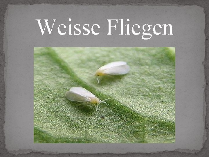 Weisse Fliegen Inhaltsverzeichnis Was ist eine weisse Fliege