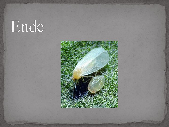 Weisse Fliegen Inhaltsverzeichnis Was ist eine weisse Fliege