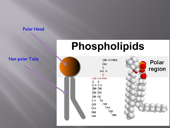CHAPTER 4 NOTES CELL PHYSIOLOGY Biology Hamilton Science