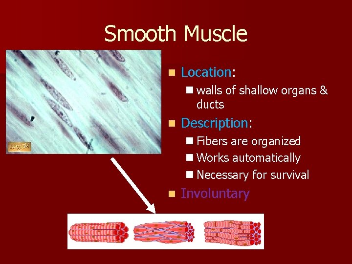 The Muscular System SWBAT identify the cellular and
