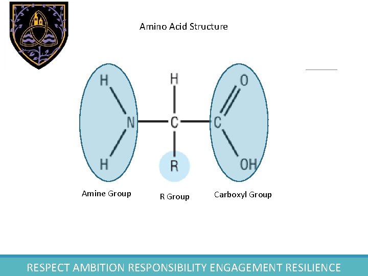 A Level Biology Induction RESPECT AMBITION RESPONSIBILITY ENGAGEMENT