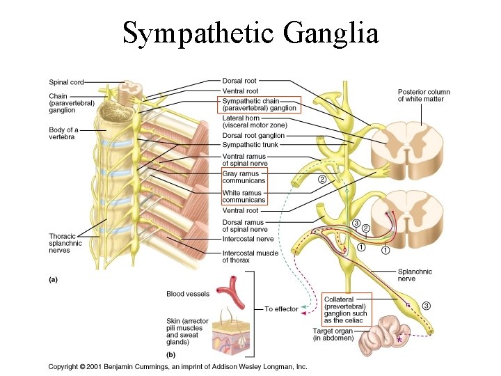 Central Nervous System CNS Brain and Spinal Cord