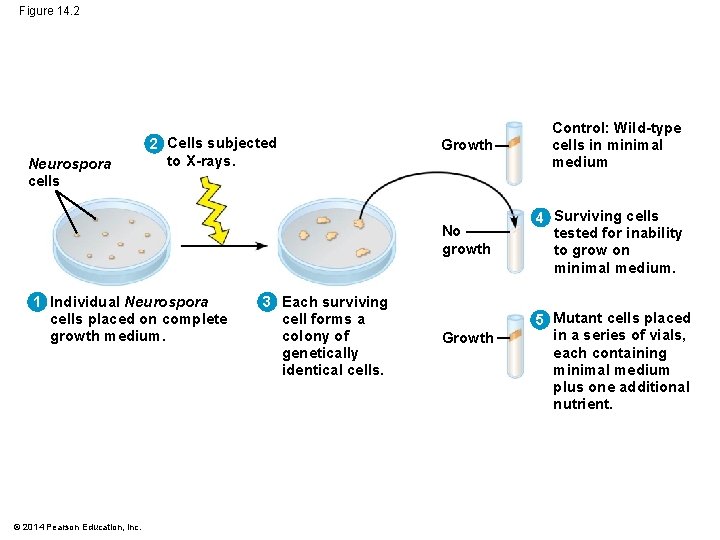CAMPBELL BIOLOGY IN FOCUS Urry Cain Wasserman Minorsky
