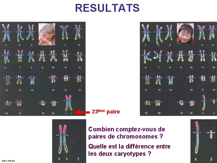 Activit 4 Les chromosomes humains Noyau dune cellule