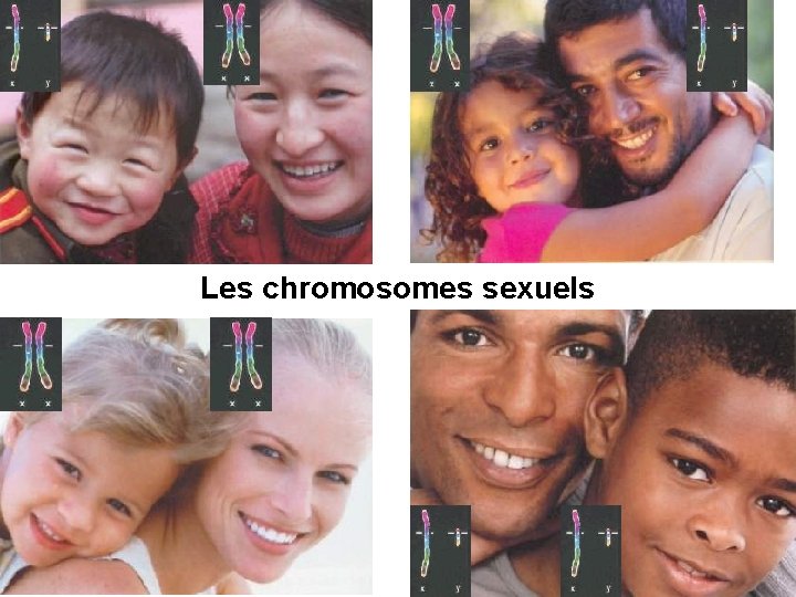 Activit 4 Les chromosomes humains Noyau dune cellule