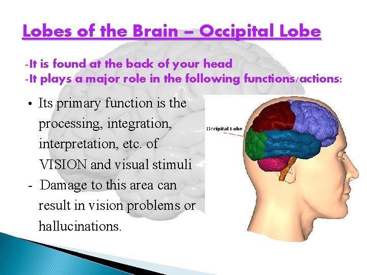 Its All in Your Mind Brain Anatomy Master