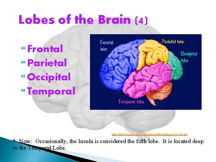 Its All in Your Mind Brain Anatomy Master