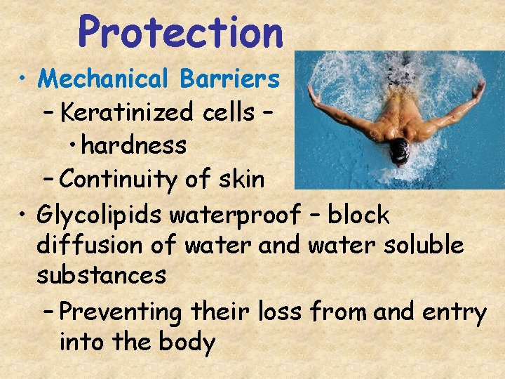 Chapter 5 c Functions Homeostatic Imbalances Burns Cancer