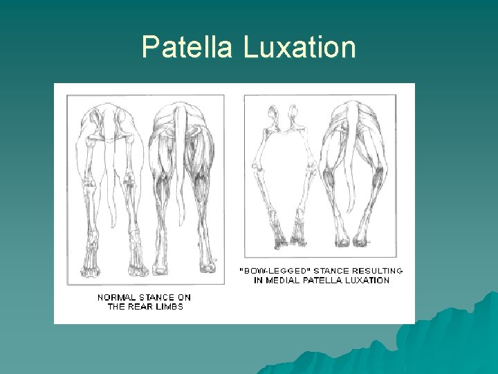 Musculoskeletal System Functions u Movement u Shape body