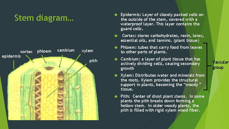 STEMS By Zach Alex Andrew Billy Collin and
