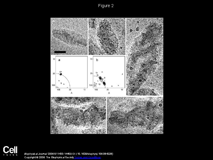 Internal Structure of Chlorosomes from BrownColored Chlorobium Species
