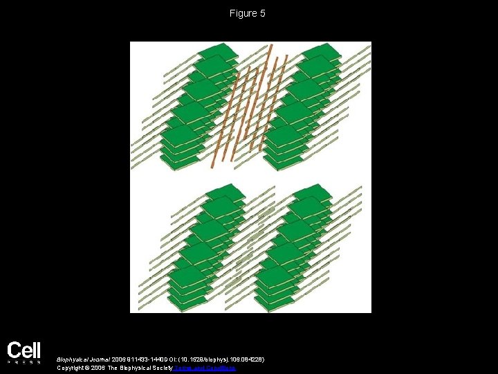 Internal Structure of Chlorosomes from BrownColored Chlorobium Species