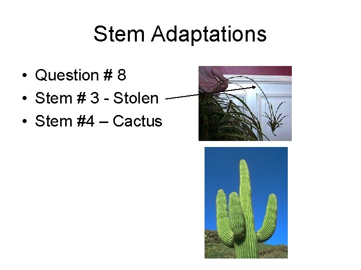 basic plant morphology Root Adaptation Q 1 root