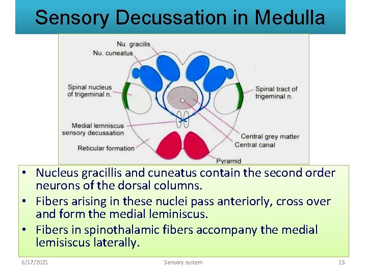 Sensory System Prof K Sivapalan Receptor Mechanism Receptor