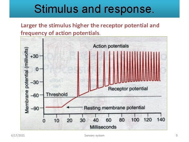Sensory System Prof K Sivapalan Receptor Mechanism Receptor