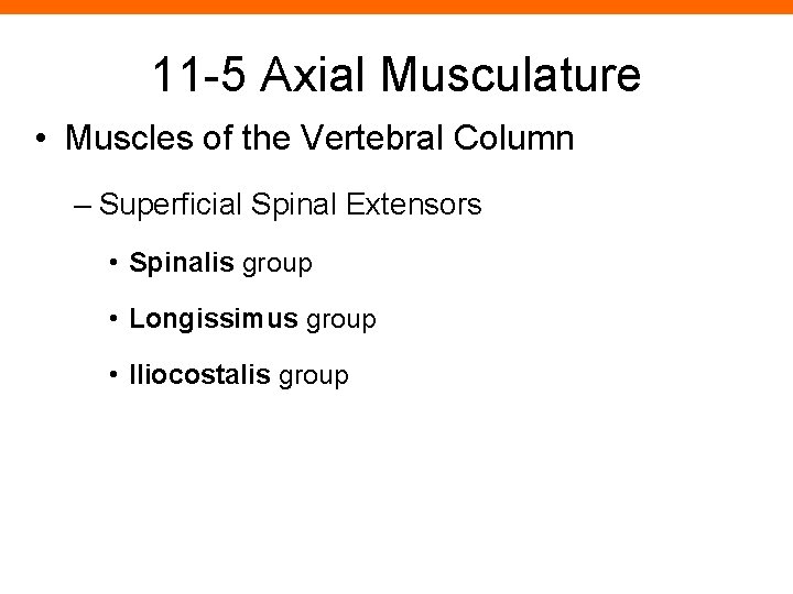 11 5 Axial Musculature Muscles of the Vertebral