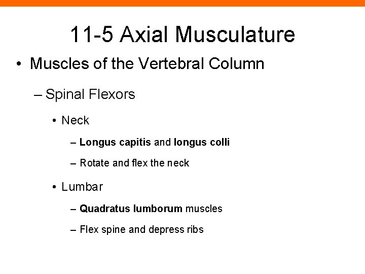 11 5 Axial Musculature Muscles of the Vertebral