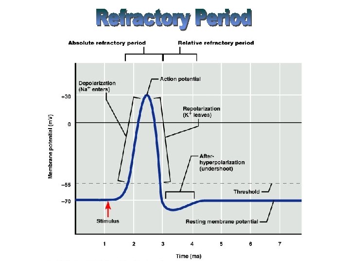 sensory input motor input sensory receptor effector integration