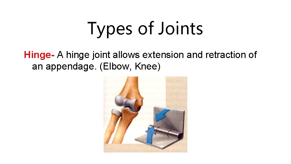 Skeletal System Joints and Diseases Bell Work 1