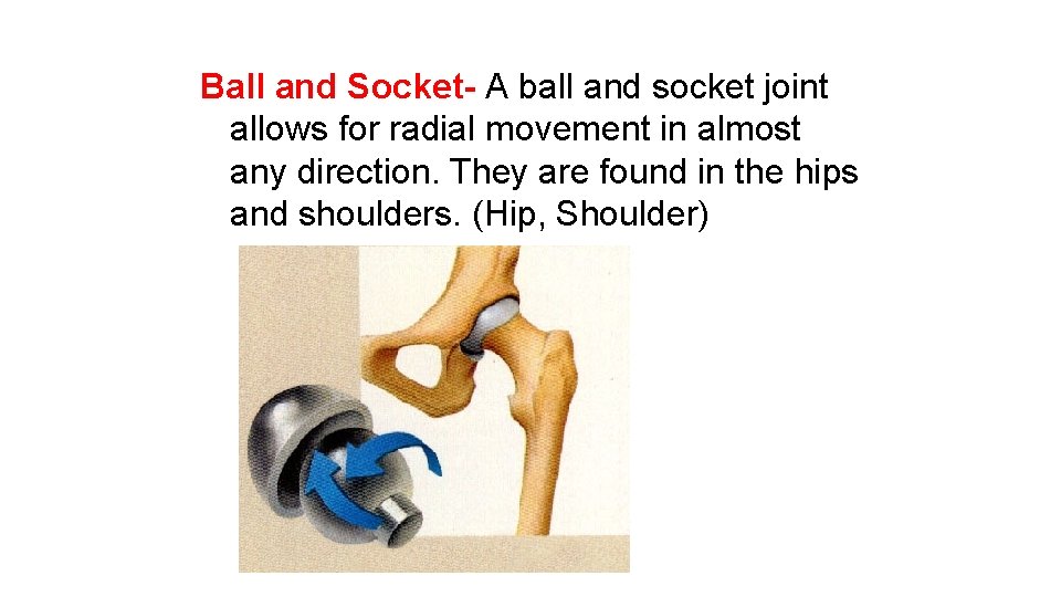 Skeletal System Joints and Diseases Bell Work 1