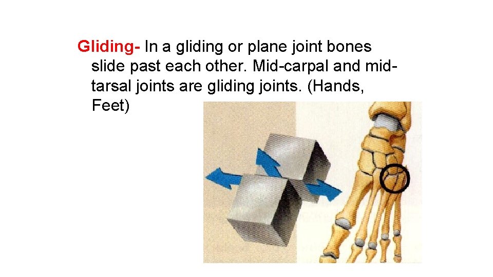 Skeletal System Joints and Diseases Bell Work 1