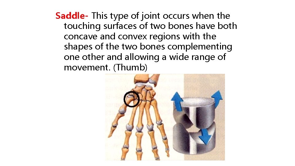 Skeletal System Joints and Diseases Bell Work 1