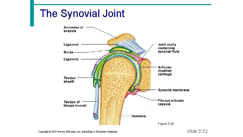 Skeletal System Joints and Diseases Bell Work 1