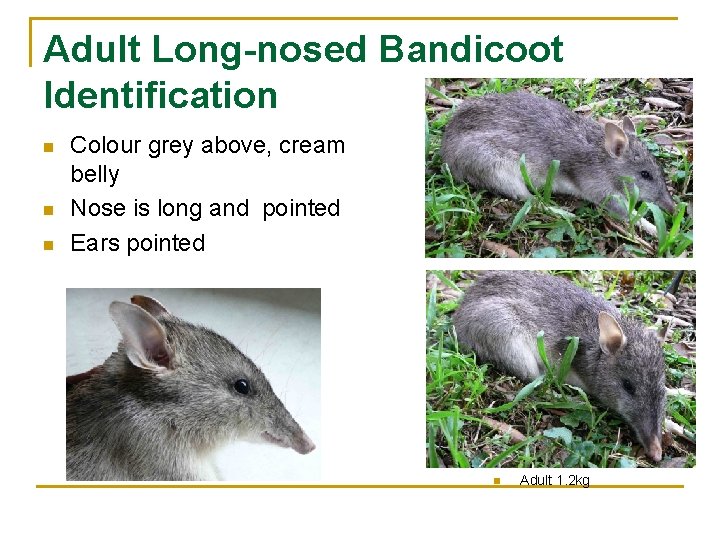 Longnosed Bandicoot Identification and Rescue Norma Henderson Bandicoot