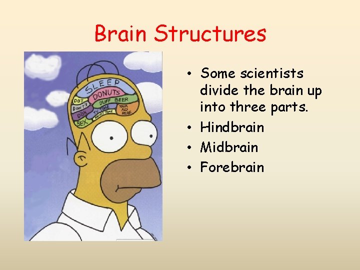 The Brain Made up of neurons and glial