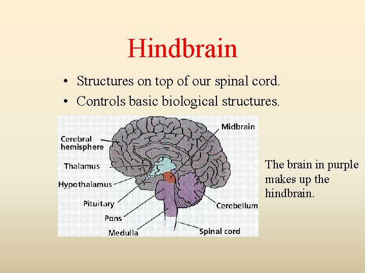 The Brain Made up of neurons and glial