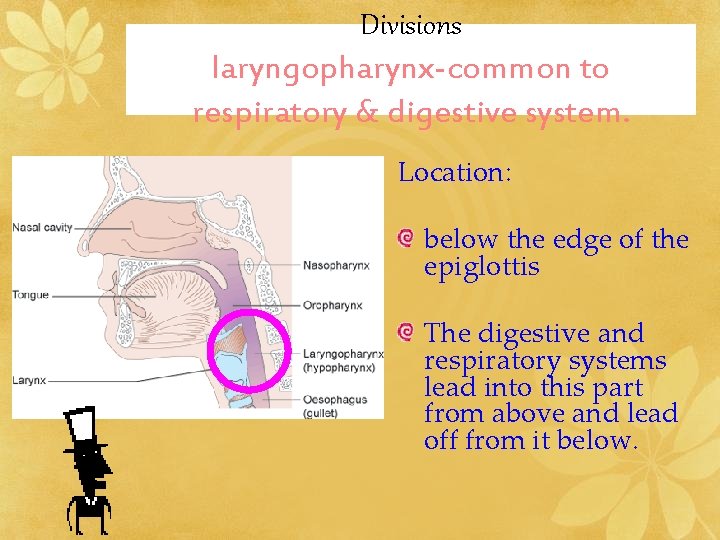 Digestive System Pharynx Our Respiratory system pharynx 1