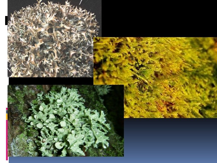 SAMBLIKUD Millised on samblikud Samblik on ks seente