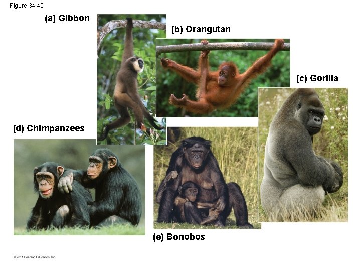Chapter 34 The Origin and Evolution of Vertebrates