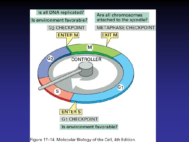Cytoskeleton IV Chapter 16 Mechanochemical cycle of myosin