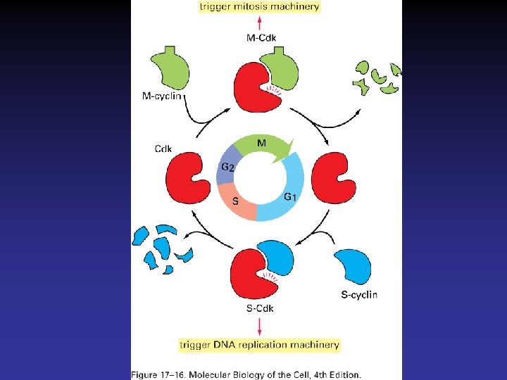 Cytoskeleton IV Chapter 16 Mechanochemical cycle of myosin