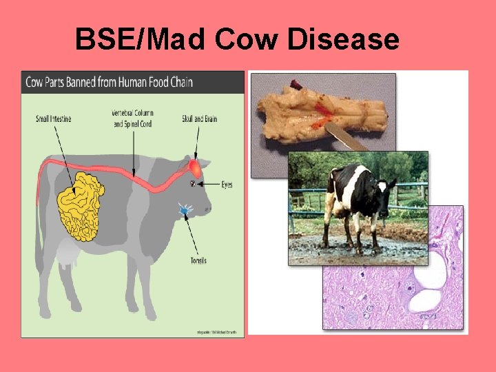 Chapter 19 Viruses and Bacteria TB AIDS Viruses