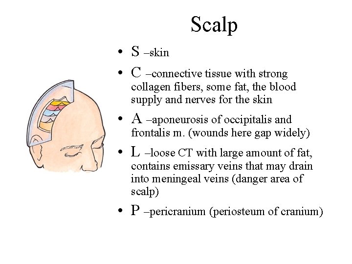 Head Region Scalp and General structure Head Region