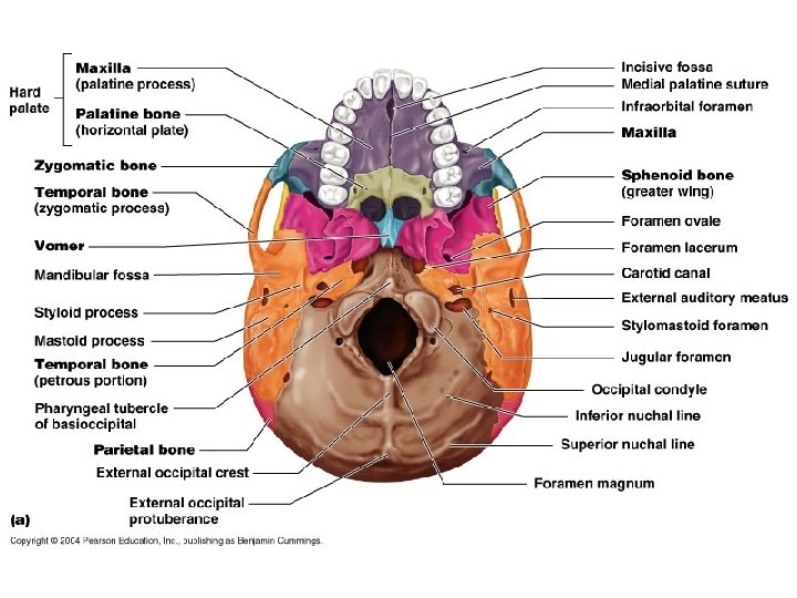 Head Region Scalp and General structure Head Region