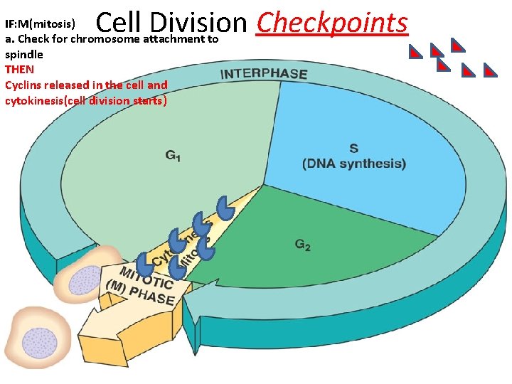 Cell DivisionMitosis Cell Division process by which a