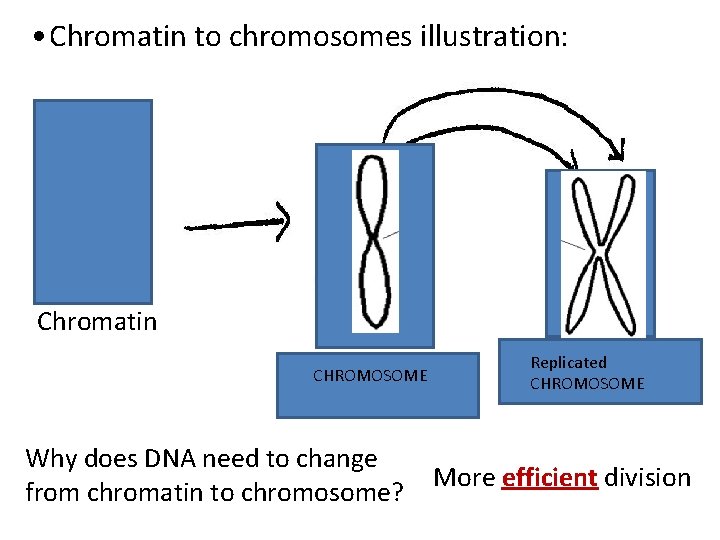 Cell DivisionMitosis Cell Division process by which a