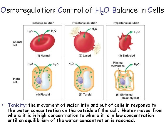 Methods of Cell Transport Such As Diffusion Osmosis